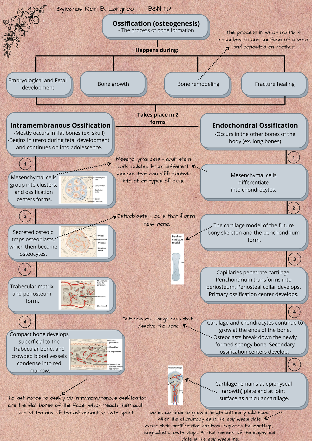 BSN 612752991 Concept Map: Bone Formation, Growth & Remodeling - Studocu