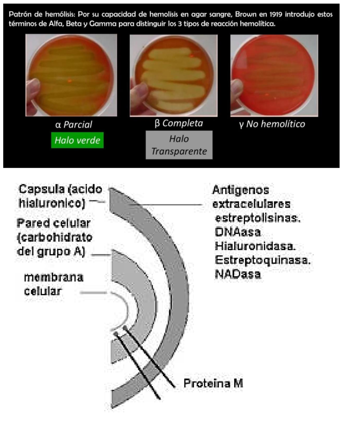 Patrón de Hemólisis en Microbiología: Tipos y Características - Studocu
