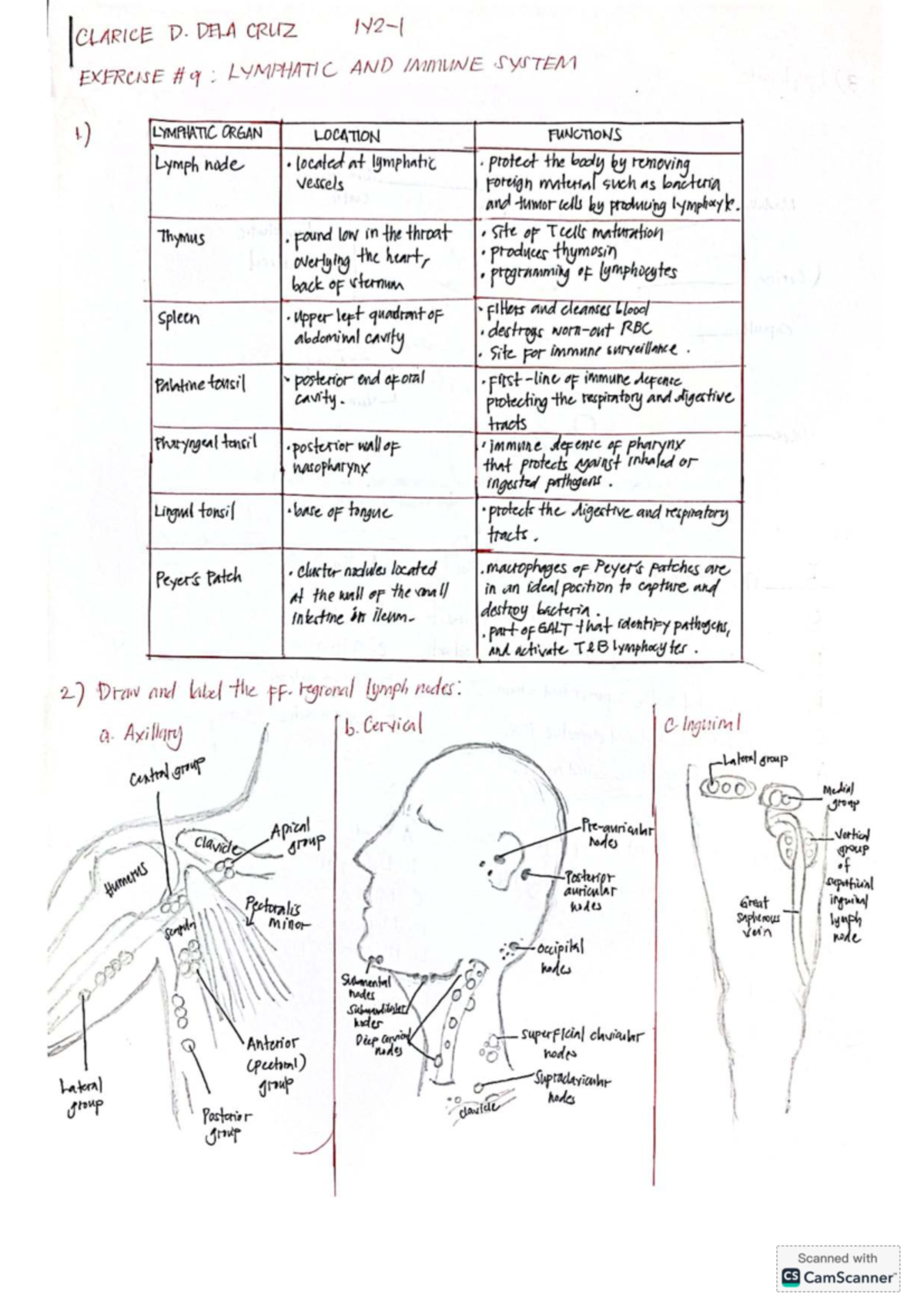 Lymphatic System Overview: Functions and Components (CLARICE DRA) - Studocu