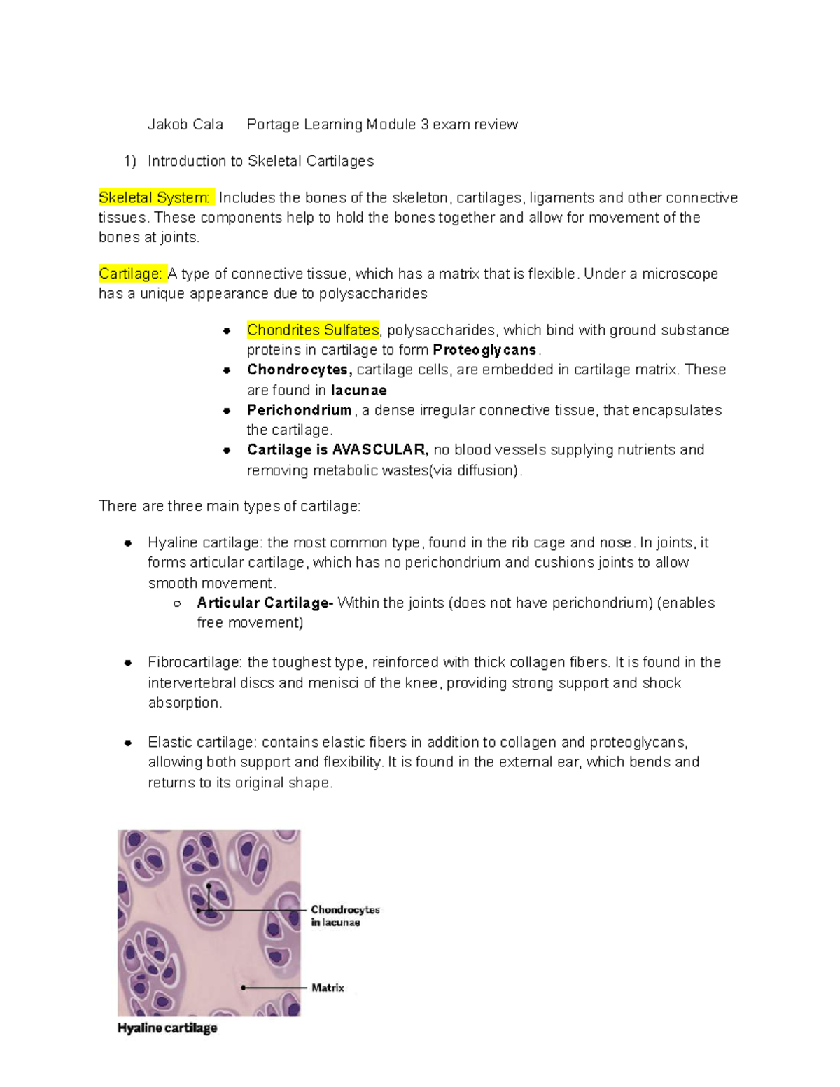 Axial Skeleton Overview: Key Components Study Guide (BIO 101) - Studocu