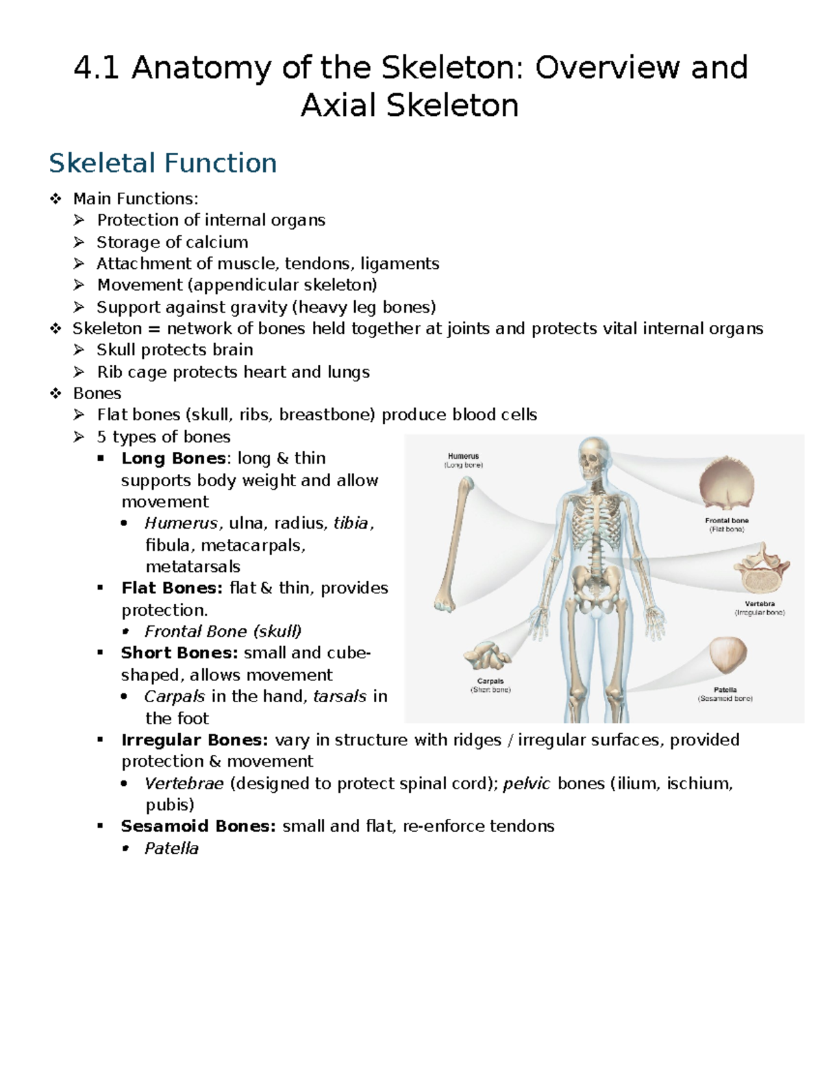 4.1 Anatomy of the Skeleton: Overview of Axial & Appendicular Structures - Studocu