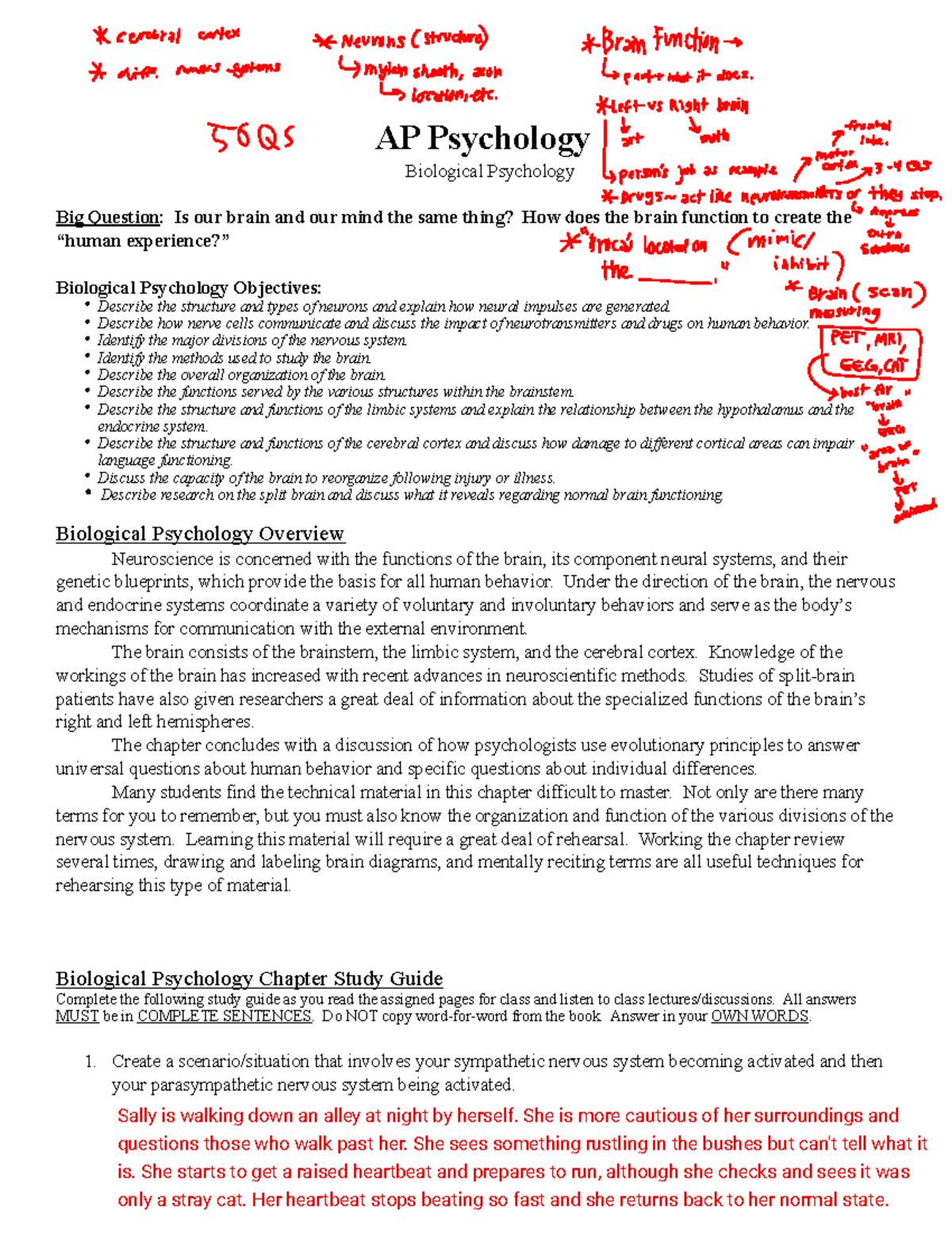 AP Psychology Biological Psychology Study Guide: Brain Functions ...