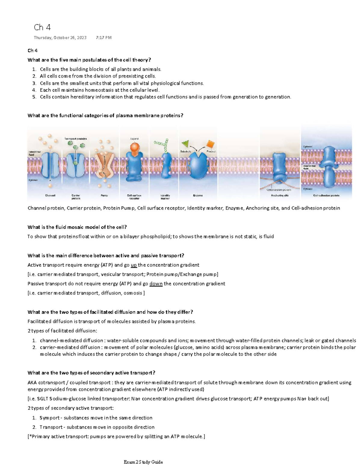 Exam 2 Study Guide: Cell Theory, Membrane Proteins, and Transport - Studocu