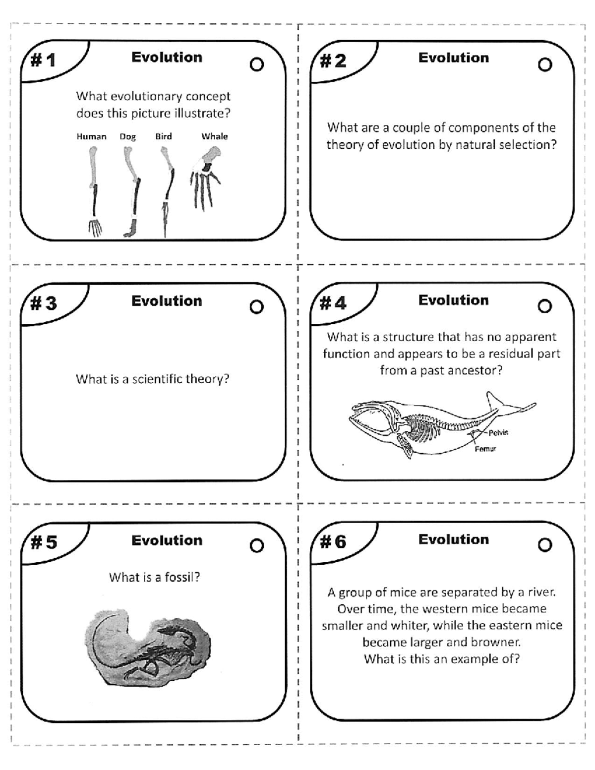 Evolution Task Cards: Non-Multiple Choice VLA Assignment - Studocu