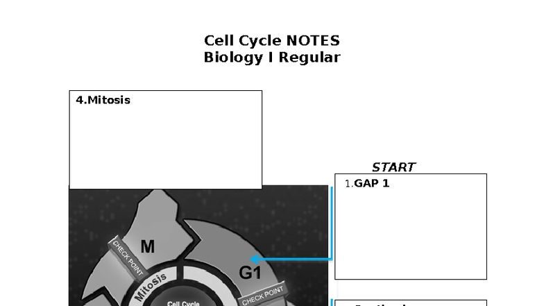 Cell cycle Notes Reg HHMI Interactive - Cell Cycle NOTES Biology I ...