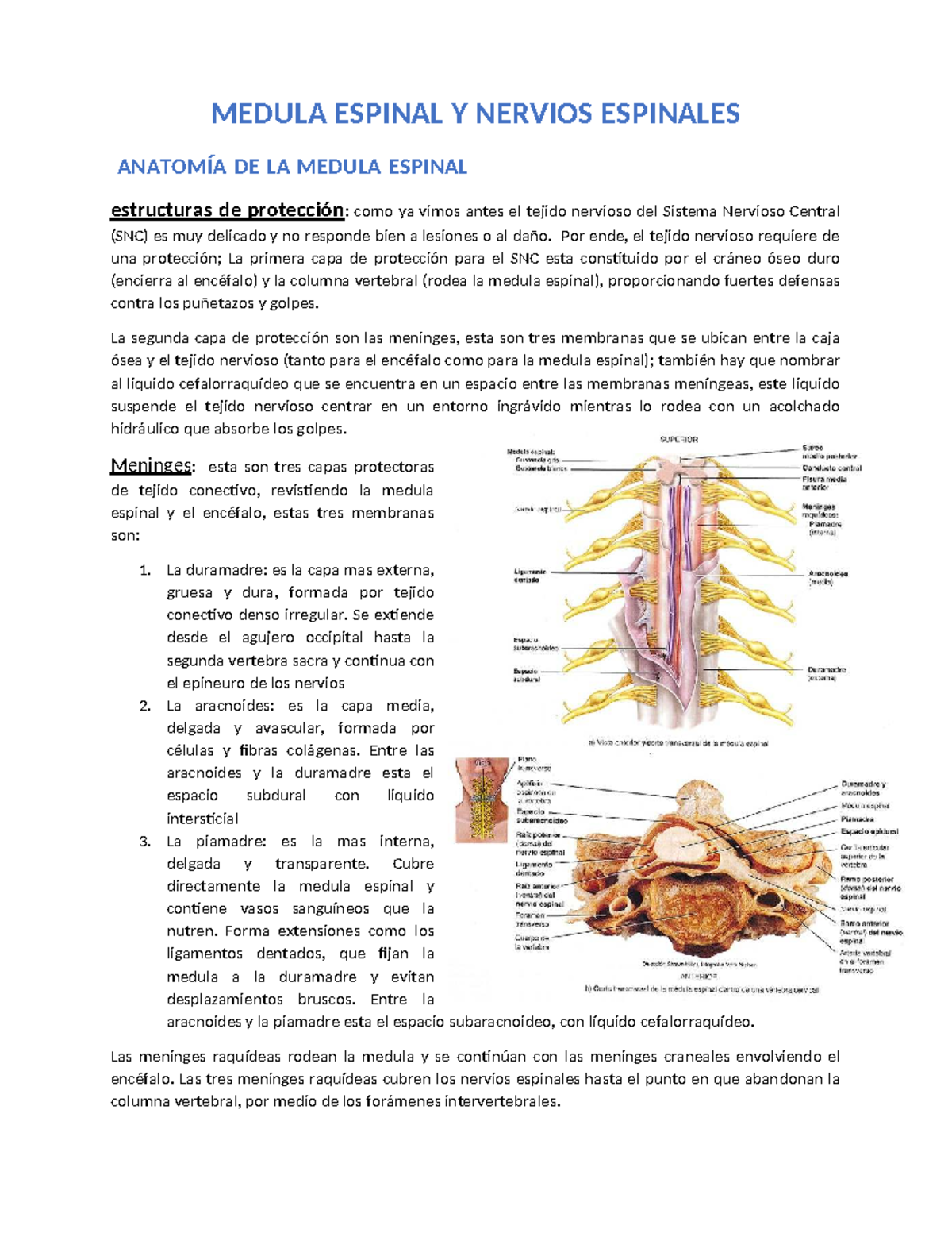 Anatomía de la Médula Espinal y Nervios Espinales - Tortora - Studocu