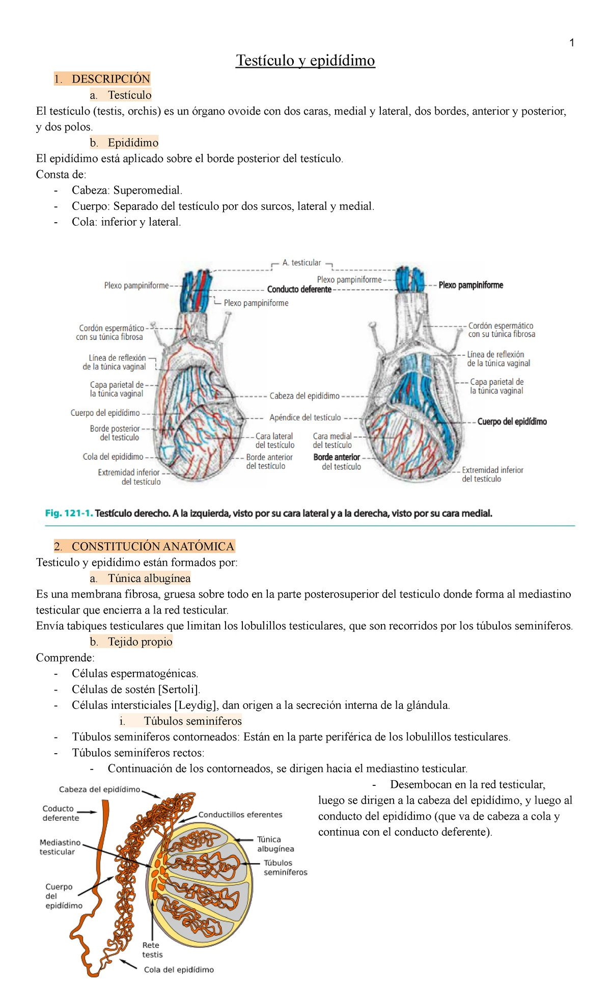Meninges: Resumen de la Duramadre, Aracnoides y Piamadre en ...