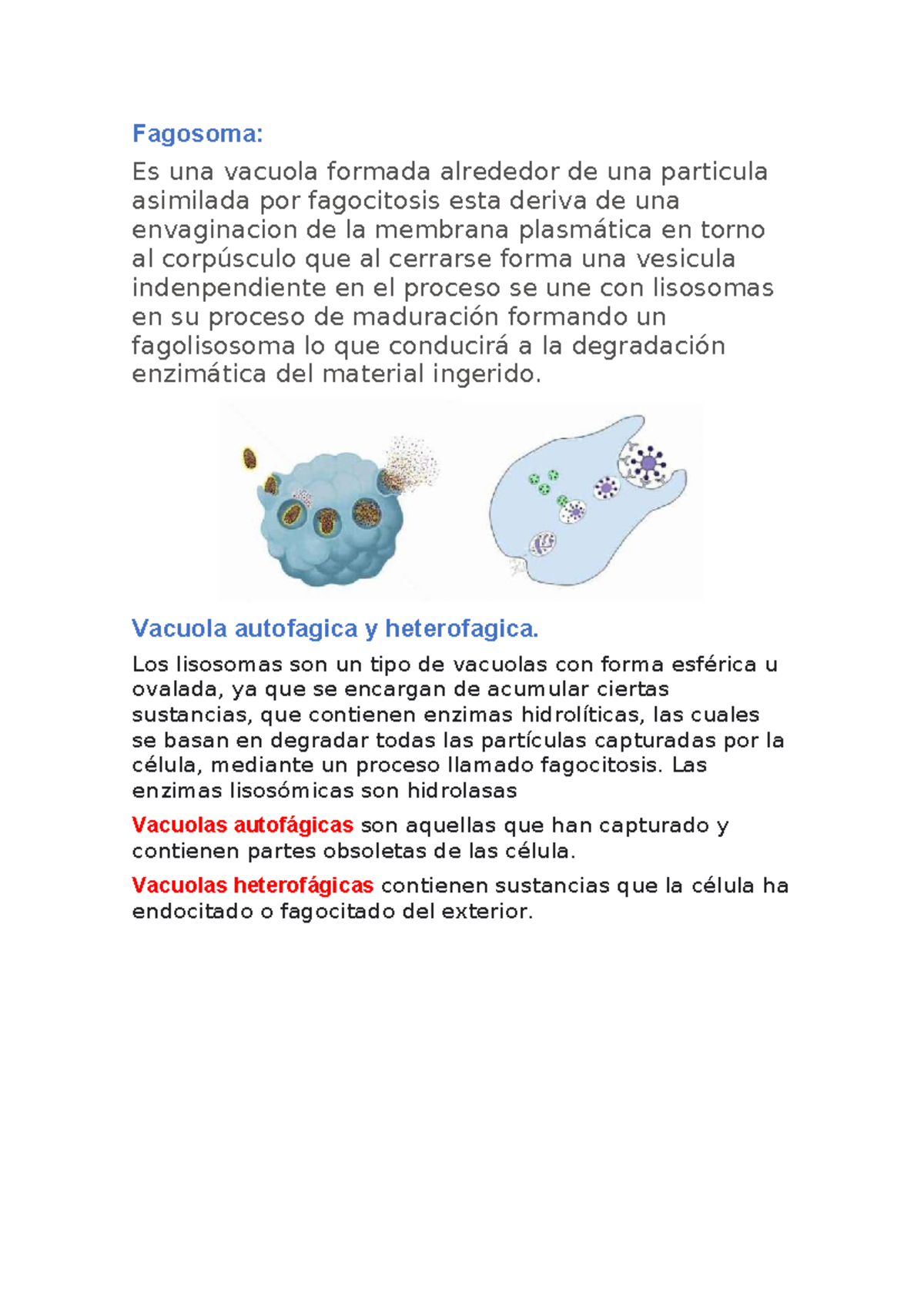 Lisosomas: Práctica sobre Fagosomas y Autólisis en Células - Studocu