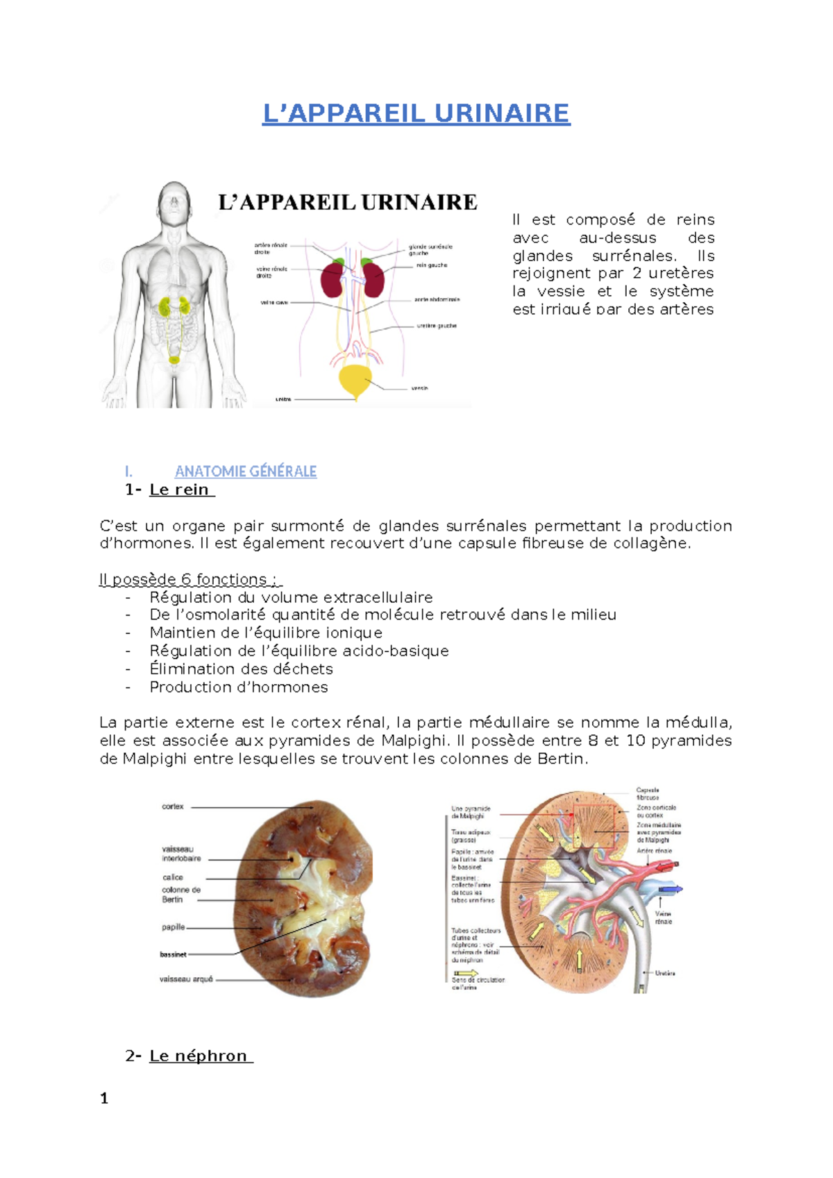 Appareil Urinaire - Cours Détaillé sur l'Anatomie et Fonctionnement ...