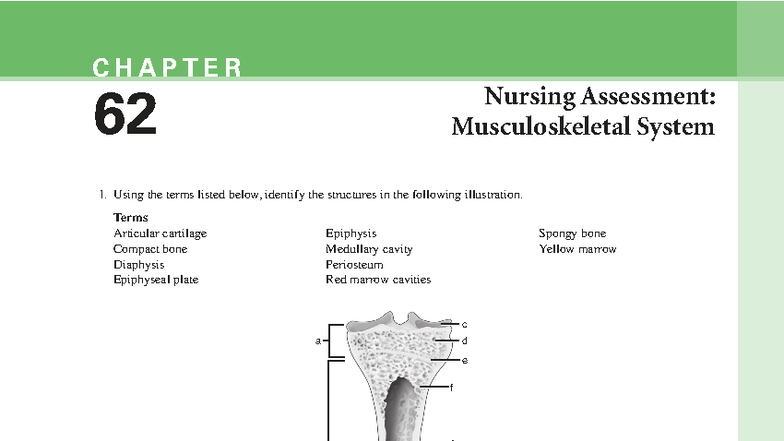 Study Guide for Medical-Surgical Nursing: Musculoskeletal System (MSN ...