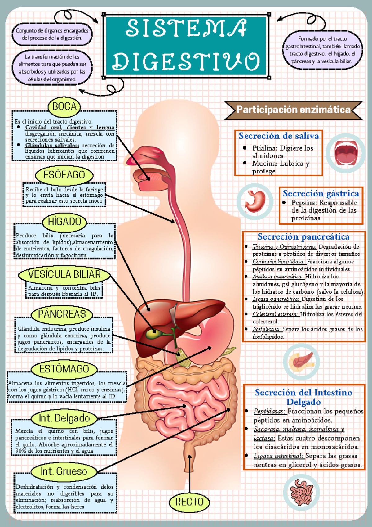 Enzimas Sistema Digestivo PANEL SISTEMA DIGESTIVO · Masterwise