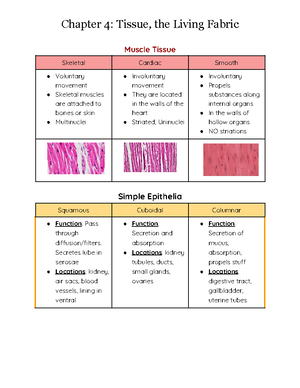 Chapter 9: Muscle and Muscle Tissue Quiz Questions Anatomy and ...