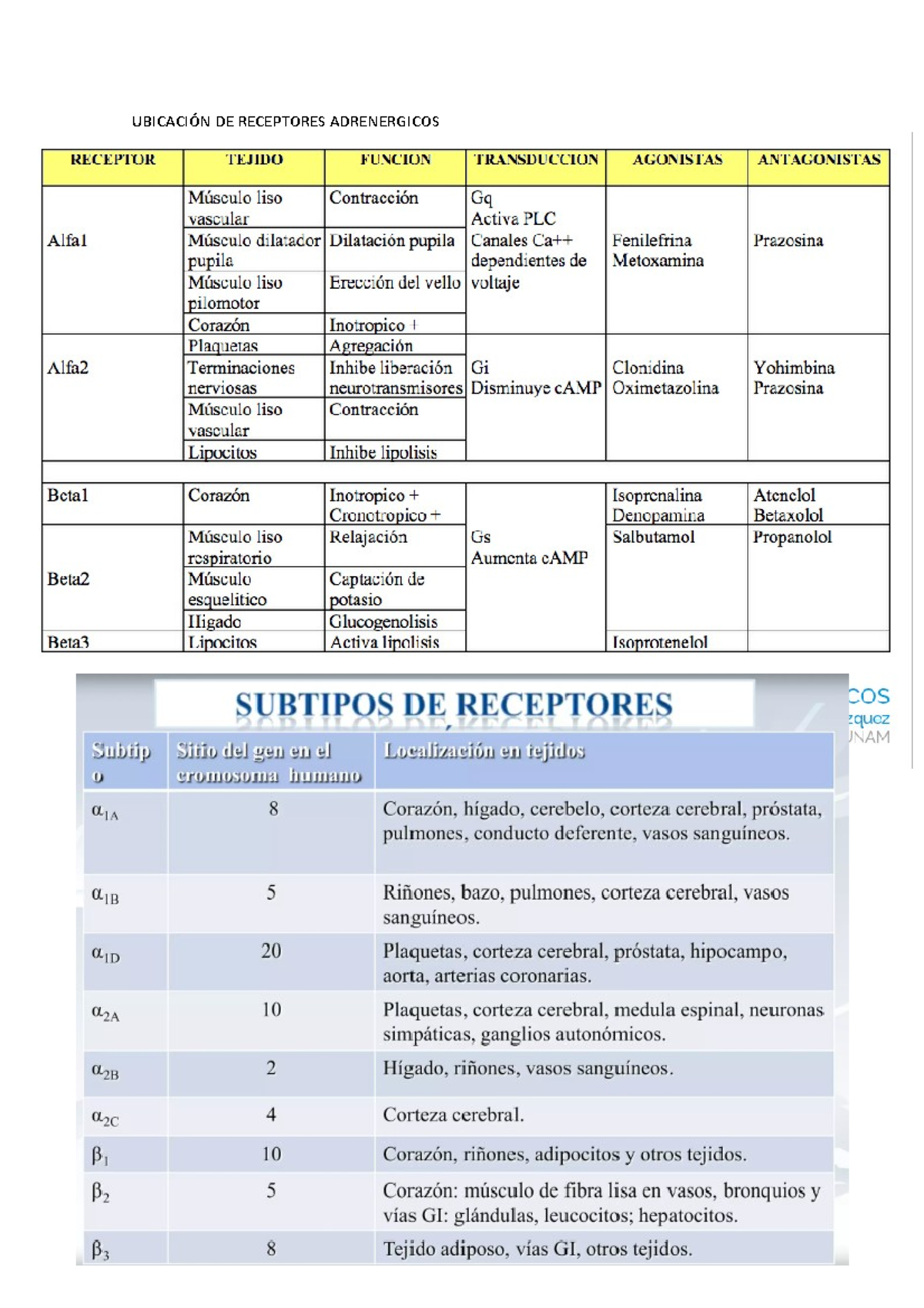 Receptores Adrenergicos 1200x675