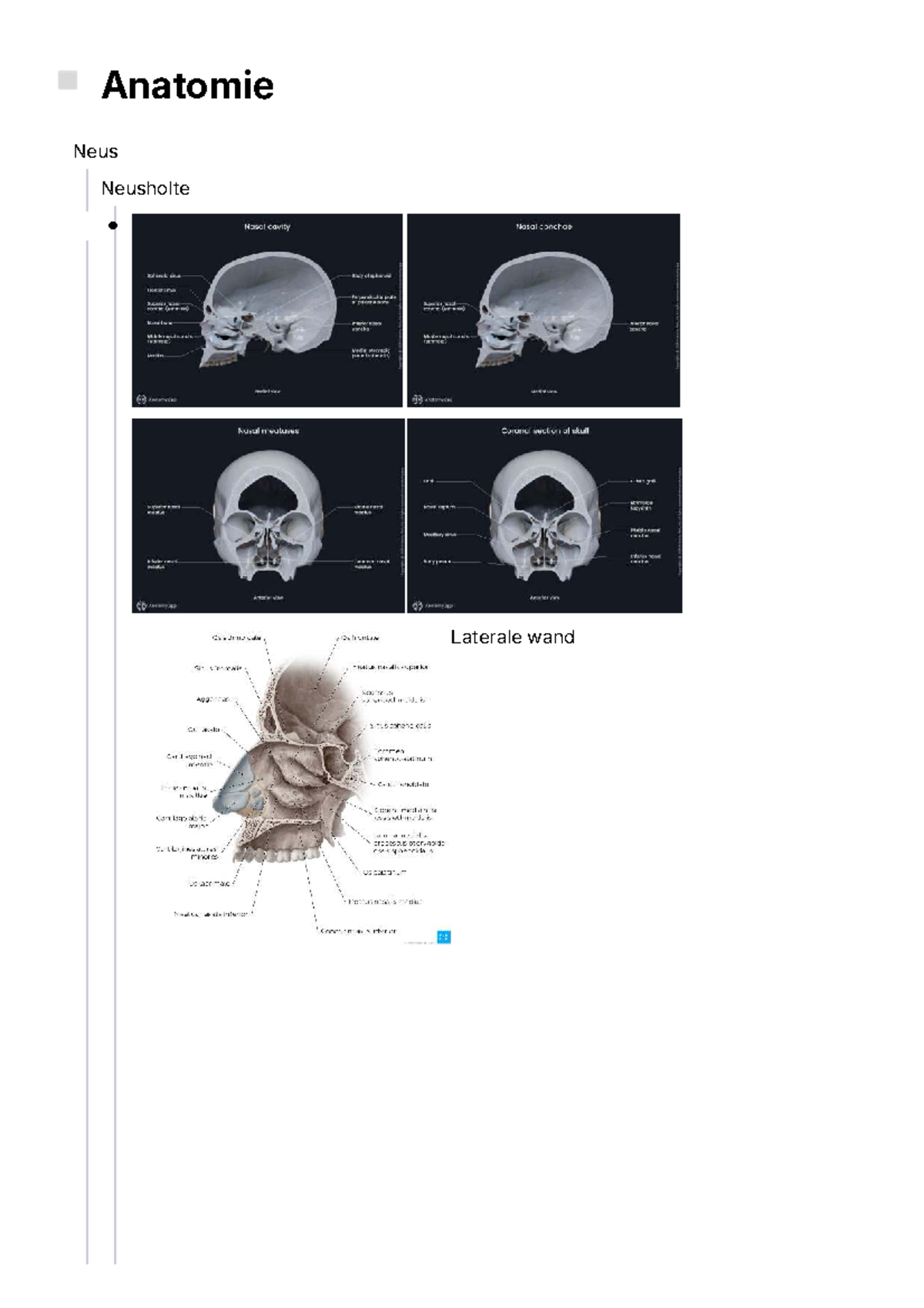 Anatomie van de Neus en Oor: Structuur en Functies - Studeersnel