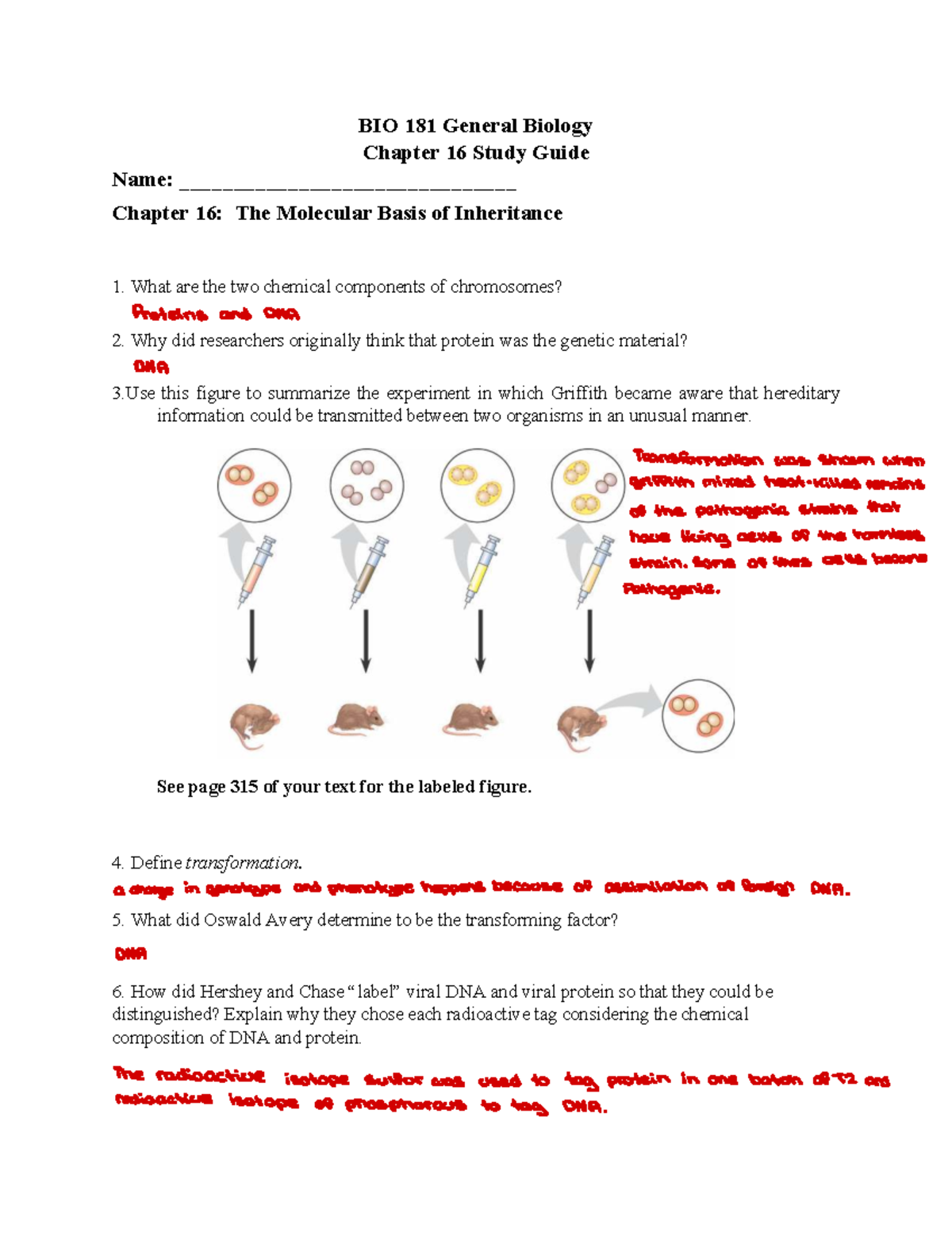 BIO 181 General Biology Chapter 16 Study Guide: Molecular Inheritance - Studocu