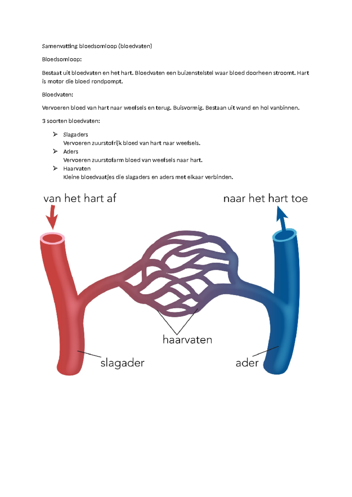 Samenvatting Bloedsomloop en Bloedvaten: Structuur en Functie - Studeersnel