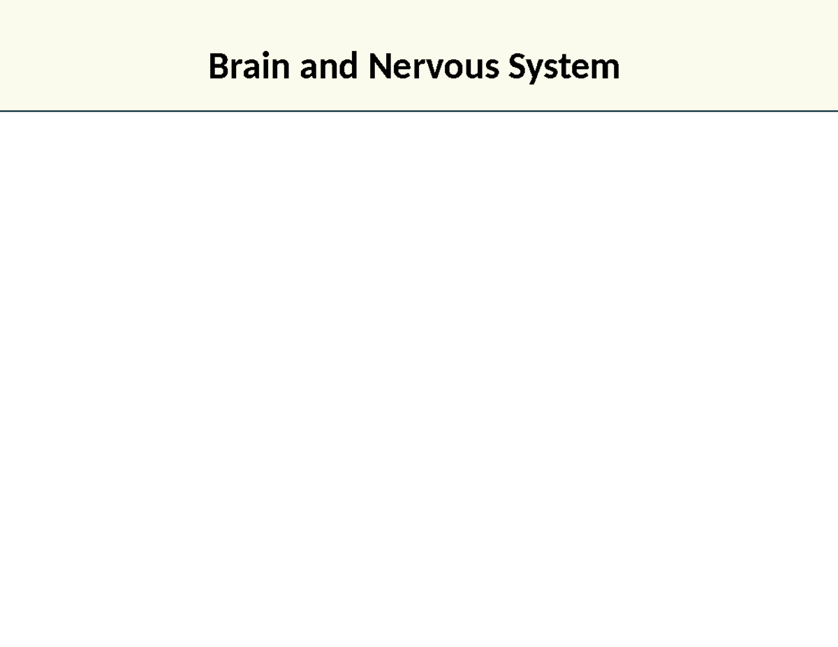 Brain and Nervous System Overview: Key Processes and Functions - Studocu