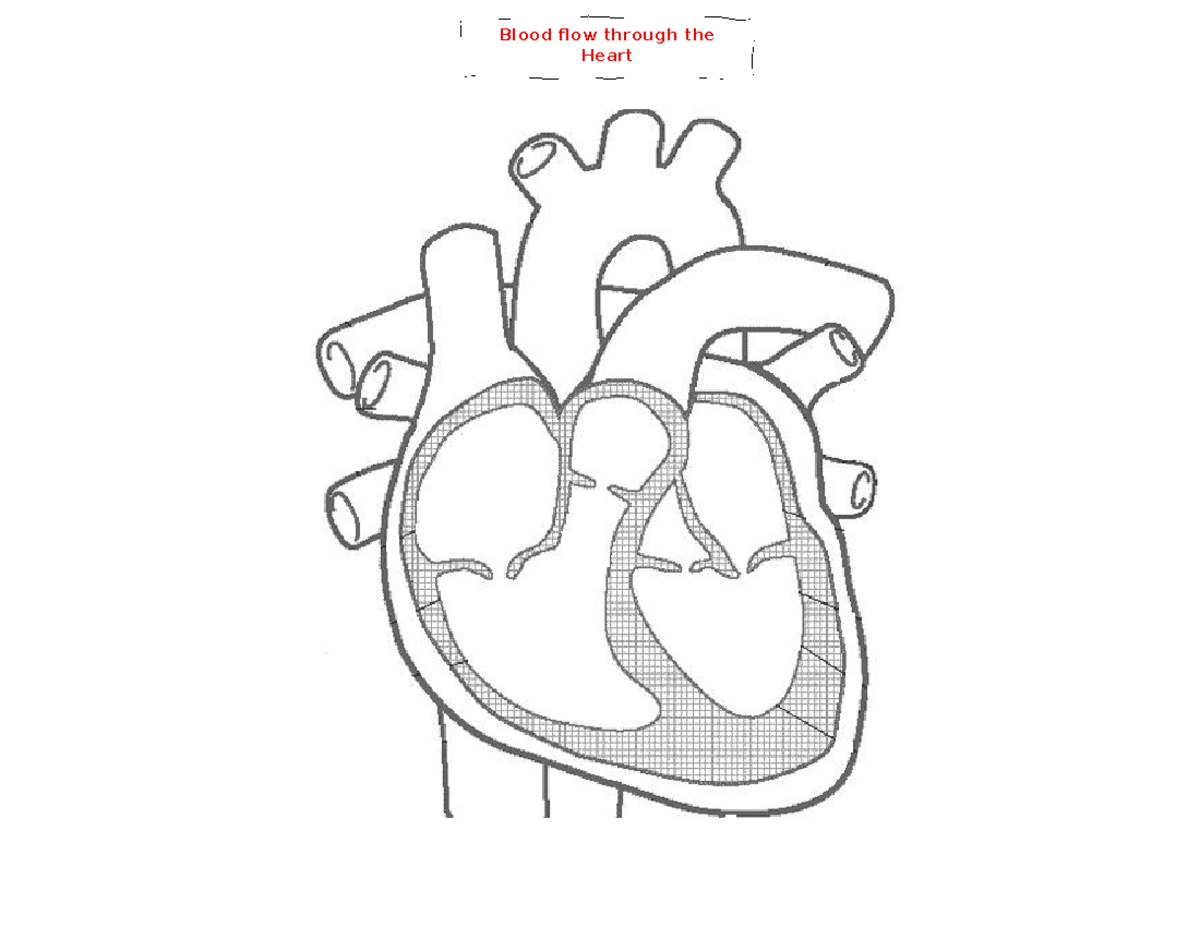 Heart Diagram - Notes - Blood flow through the Heart - Studocu