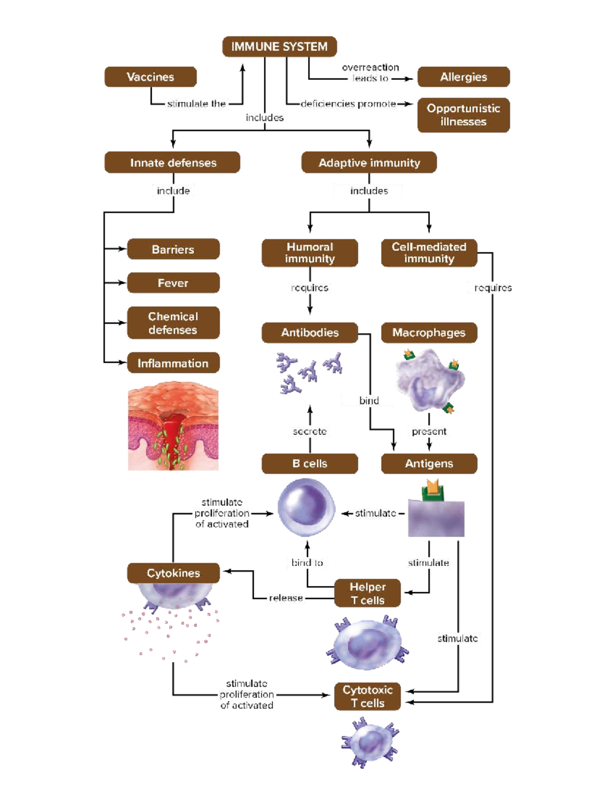 IMMUNE SYSTEM Overview: Vaccines, Allergies, and Defenses - Studocu