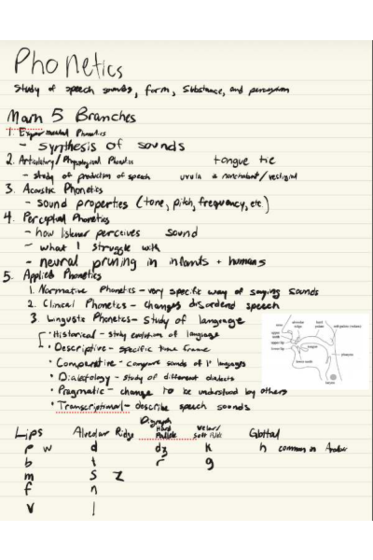 Introductory Lecture 1: Phonetics Study of Speech and Sound - Studocu