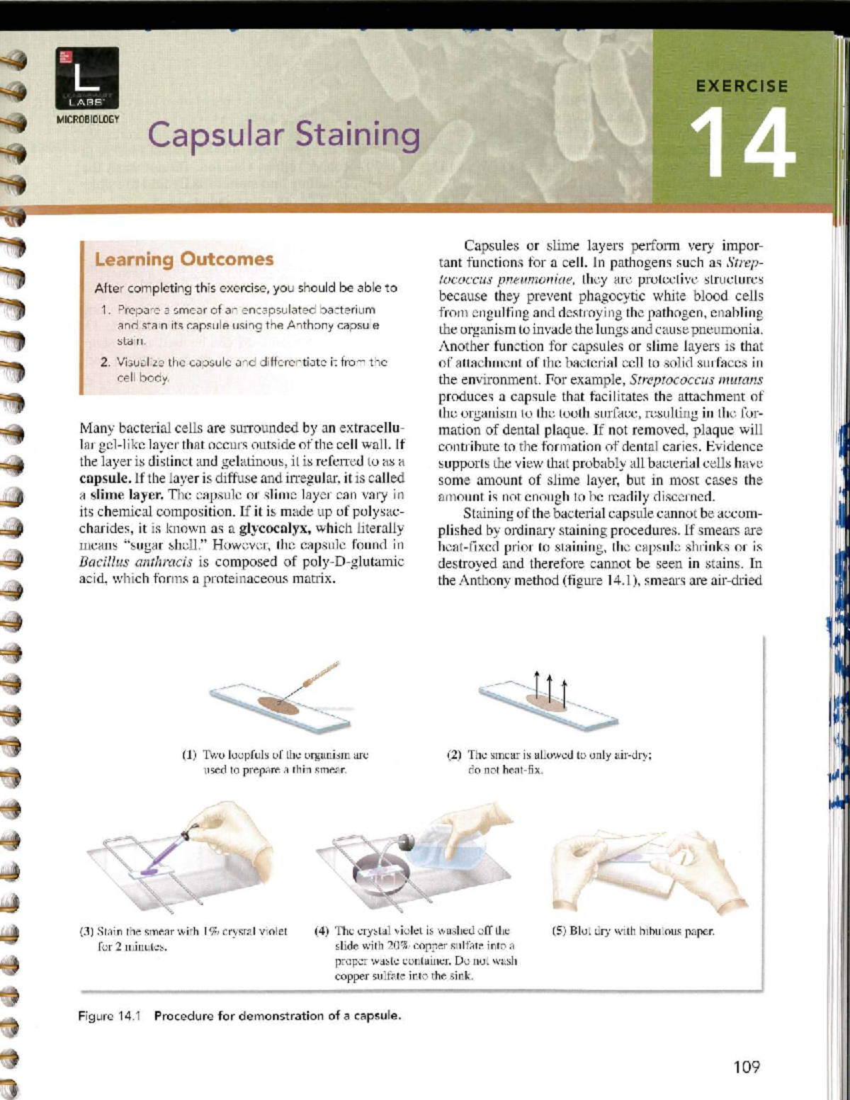 MICROBIOLOGY LAB EXERCISE 14: Capsular Staining Techniques - Studocu