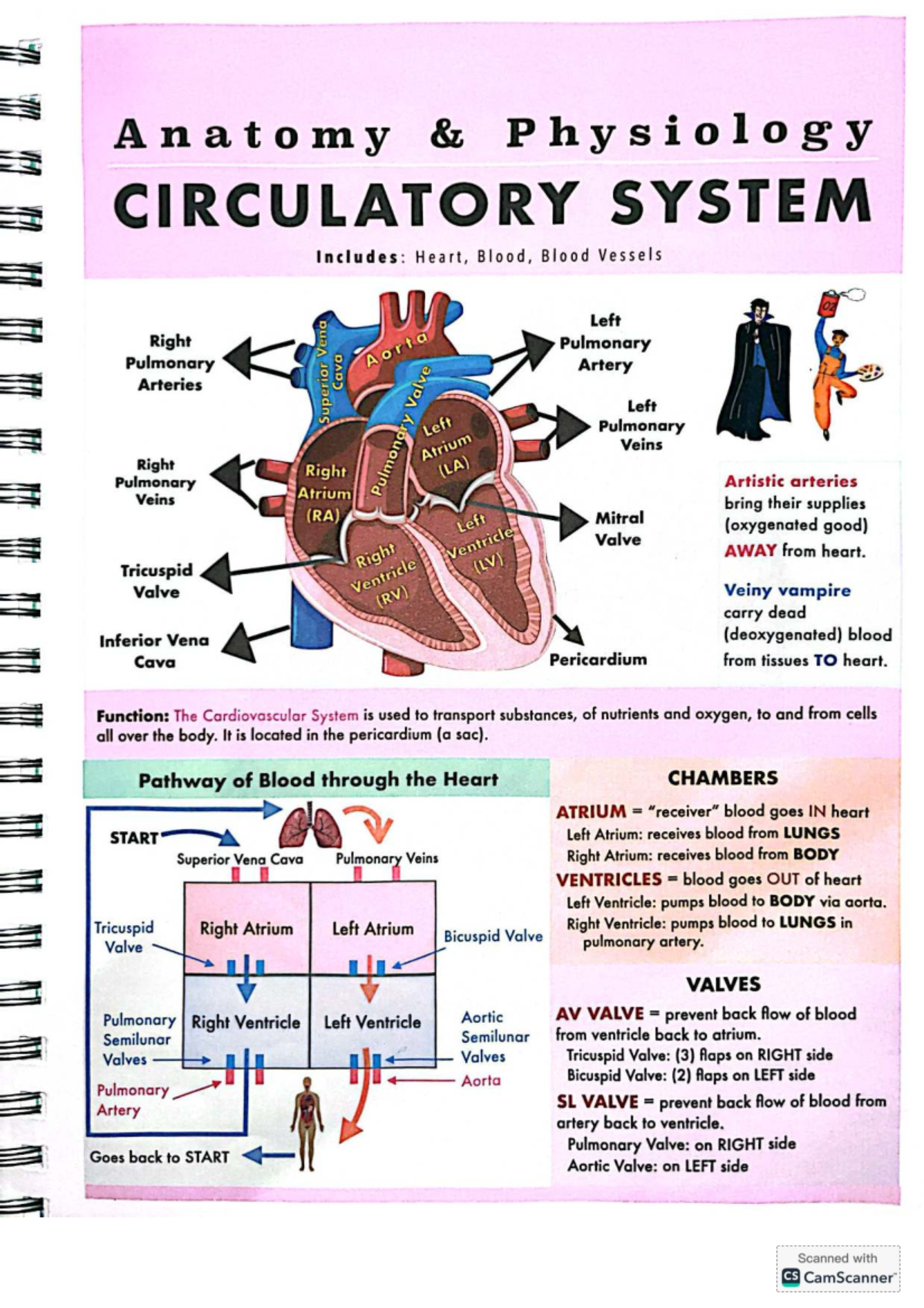 Anatomy Physiology CIRCULATORY SYSTEM Overview and Functions - Studocu