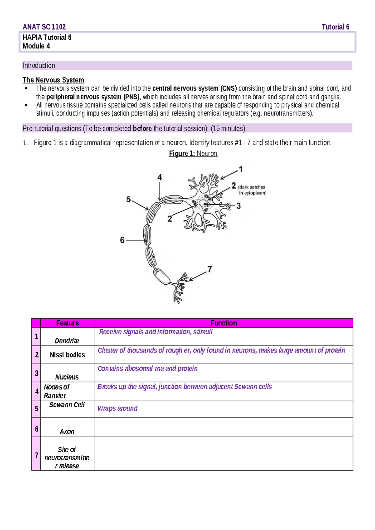 ANAT SC 1102 HAPIA Tutorial 6: The Nervous System Overview and Neuronal ...
