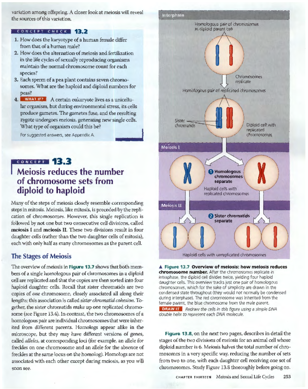 Meiosis Stages Overview: Biological Process and Genetic Variation ...