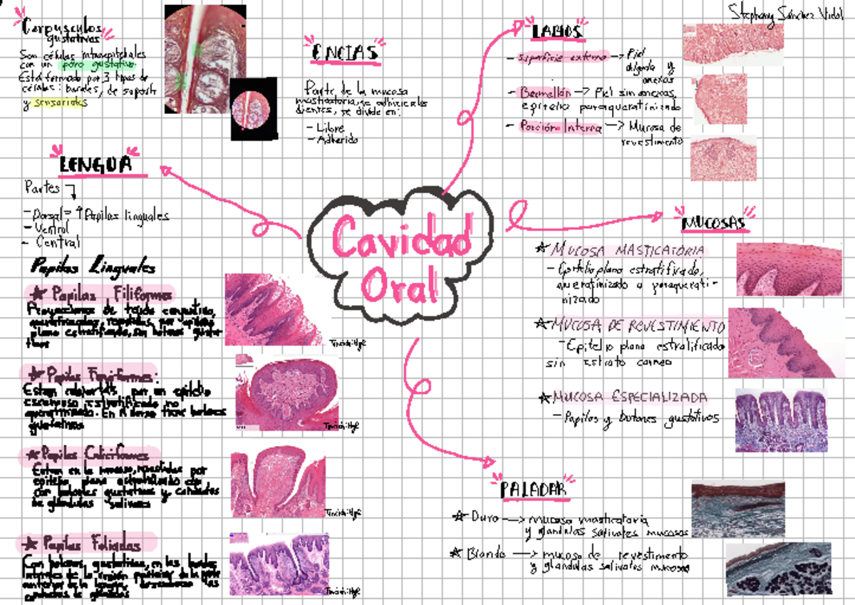 Sistema Digestivo - Biología Celular e histología Medica - Studocu