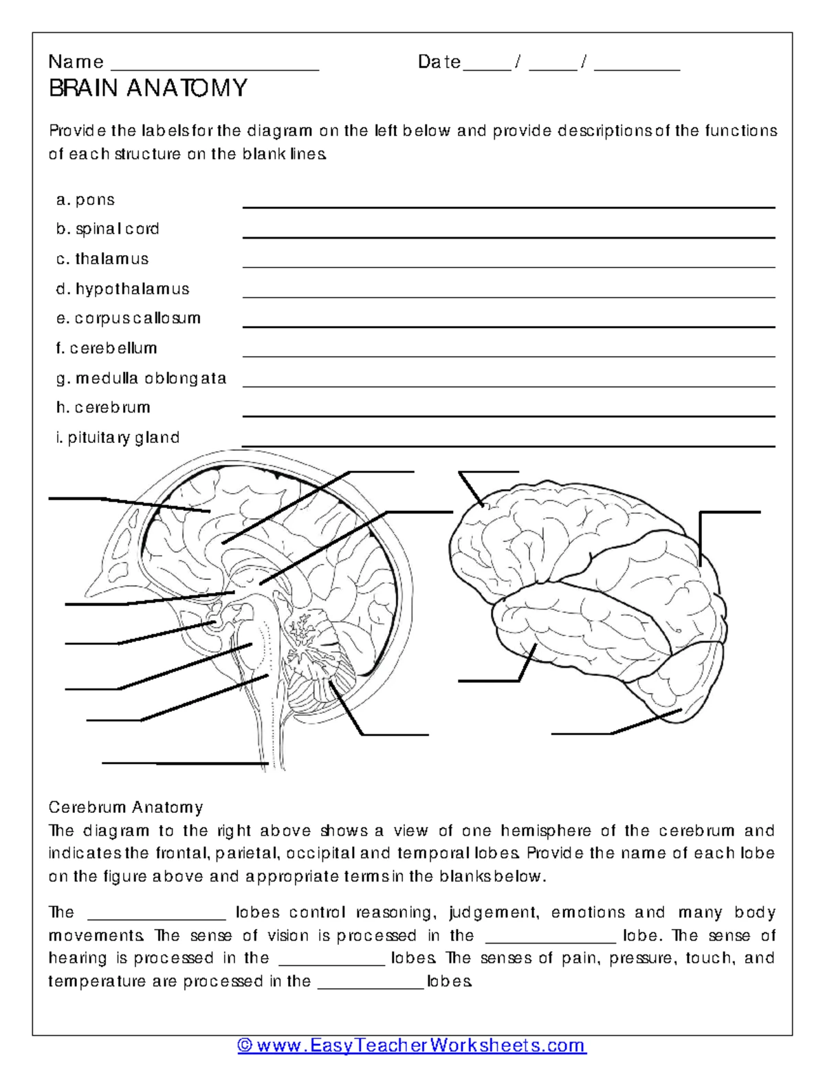 BIOL 2113 Comprehensive Study Guide for Final Exam Review - Studocu