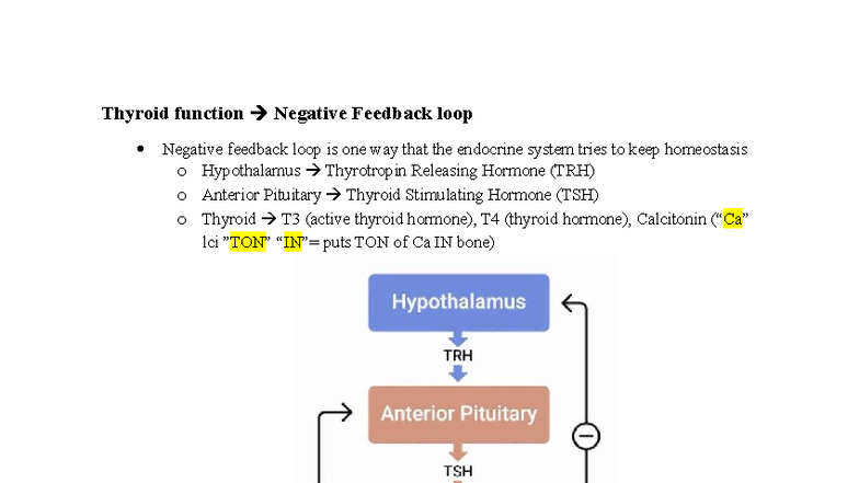 Thyroid Function and Feedback Mechanisms: A Comprehensive Overview ...