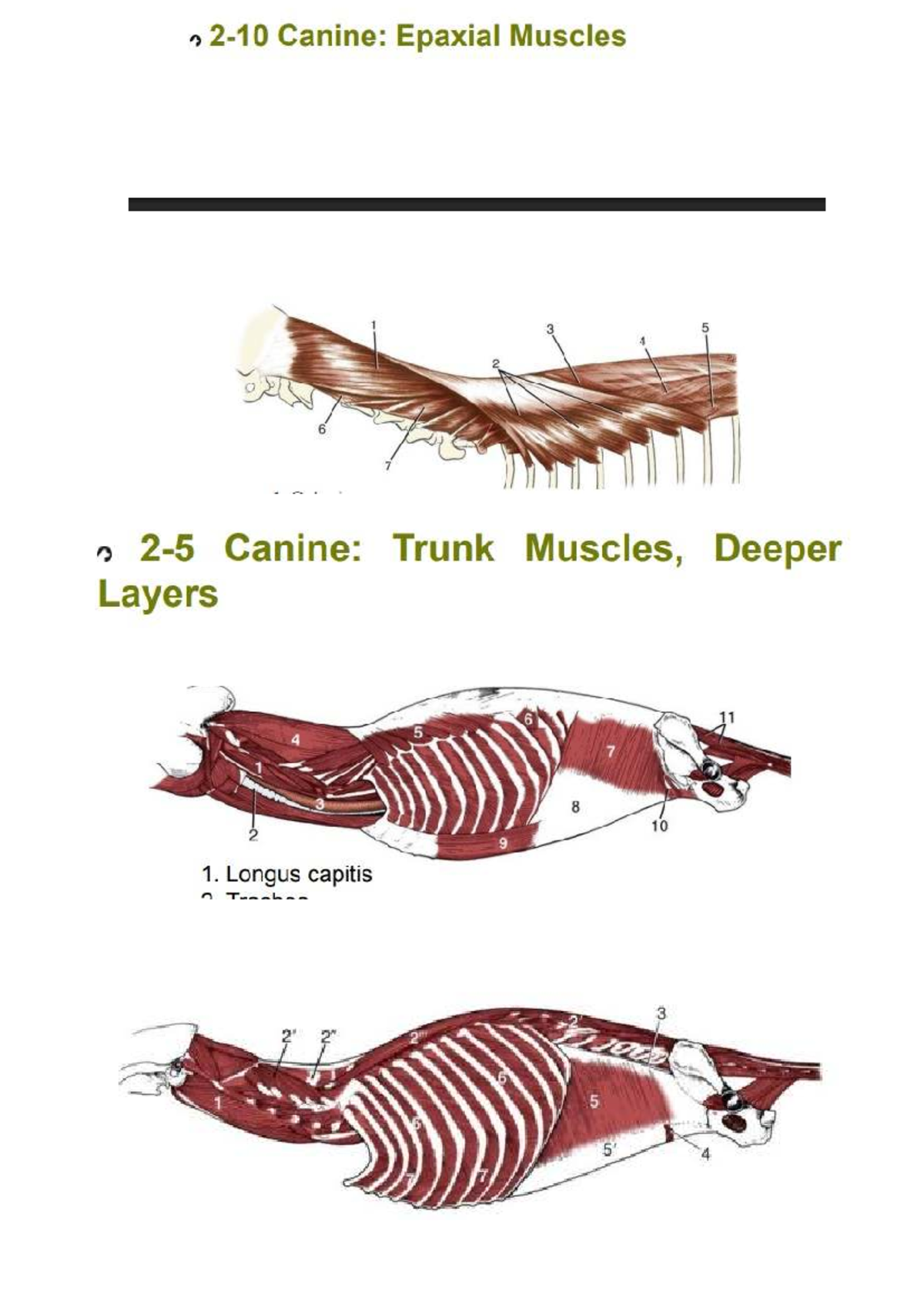Canine Anatomy: Epaxial, Trunk, and Limb Muscles - Midsem Flashcards ...