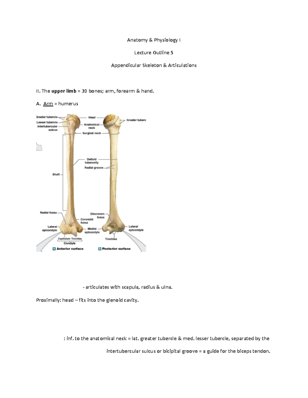 Anatomy & Physiology I: Lecture Outline on Appendicular Skeleton - Studocu