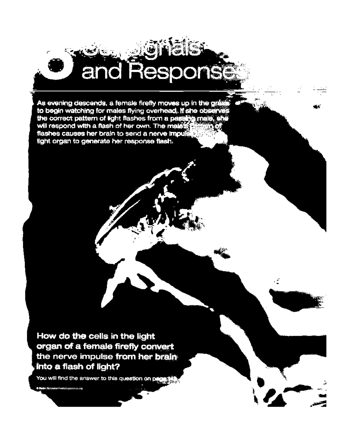 Cell Signals and Responses: Understanding Signal Transduction Pathways ...