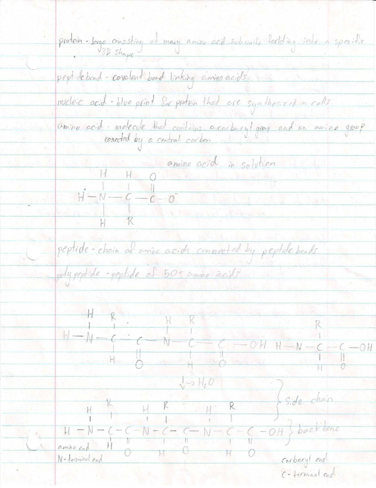 Unit 1 Part 2 (Biochemistry) Notes on Protein Structure and Function ...
