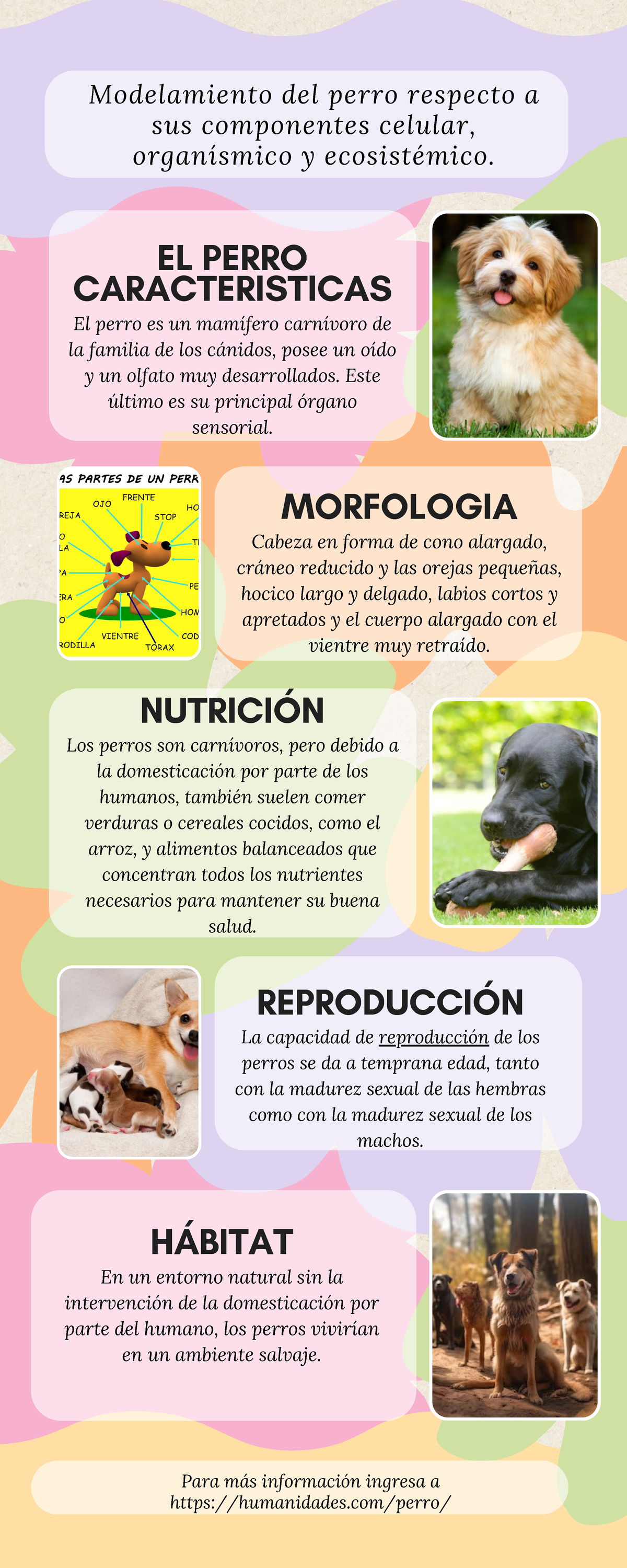 Infografía modelamiento de un ser vivo - EL PERRO CARACTERISTICAS El ...