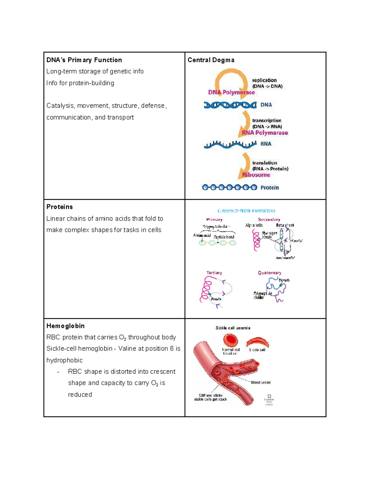 Genetics Exam 1 Study Guide: Key Concepts and Processes - Studocu
