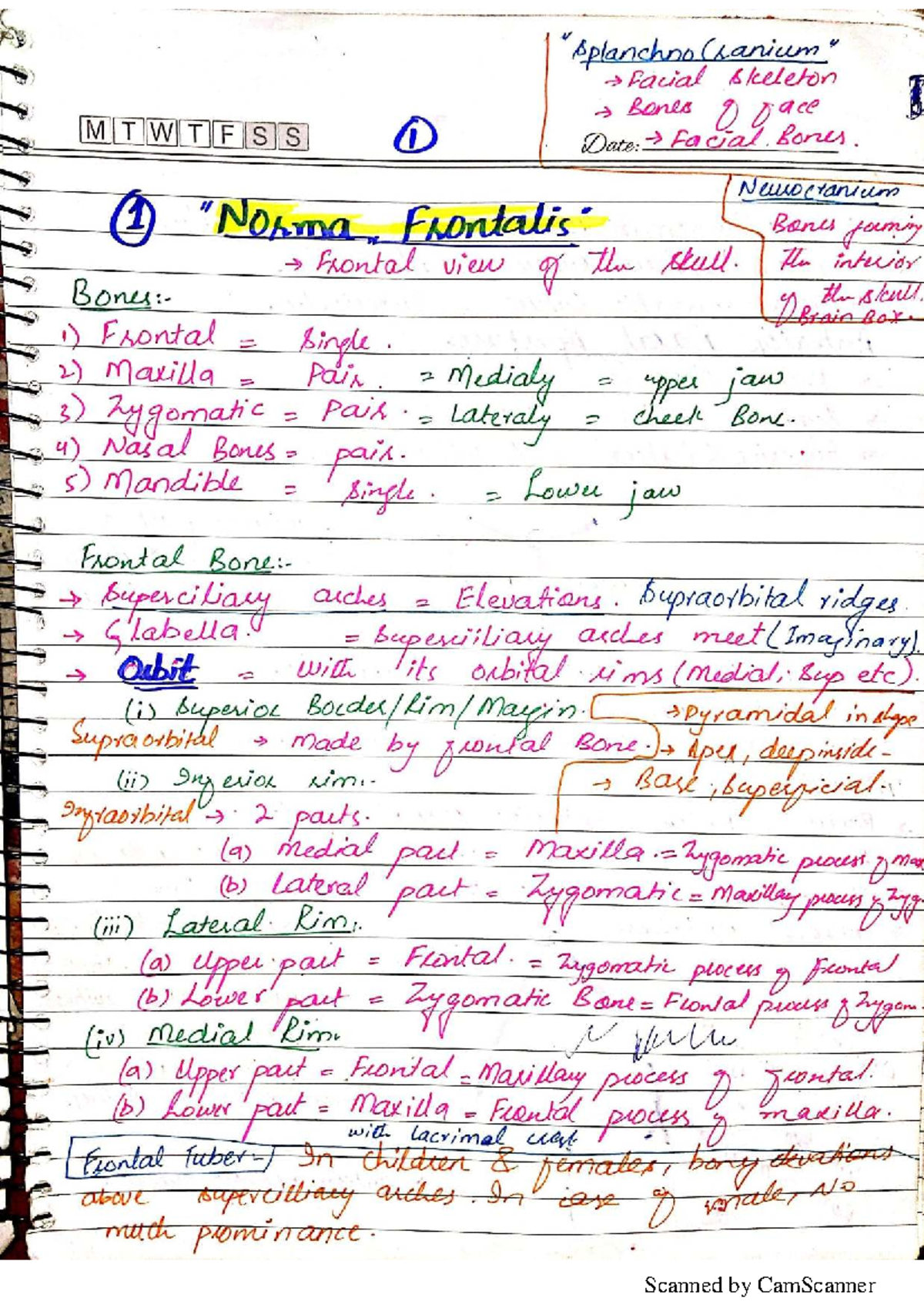 Head & Neck Anatomy Notes (MTWTFSS) - Facial Skeleton Overview - Studocu