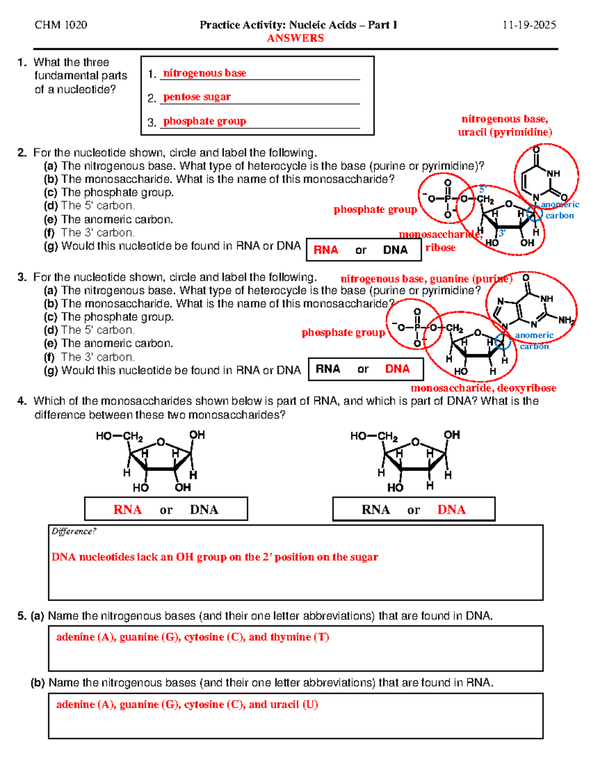 CHM 1020 Practice Activity: Nucleic Acids – Part I - Studocu