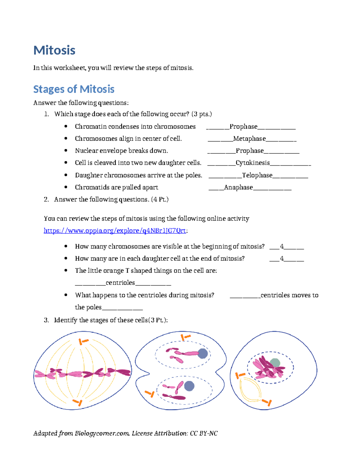 Mitosis Worksheet (Biology 101) - Spring 2021 Review - Studocu