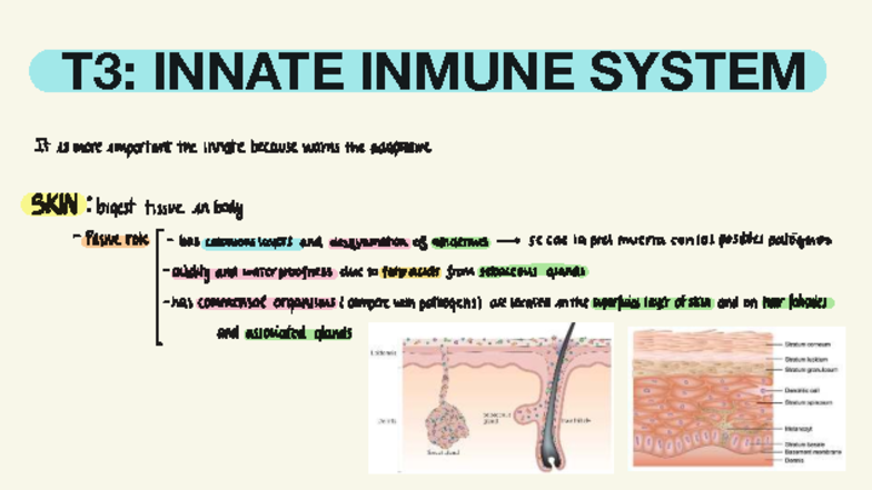 T3: Importance of the Innate Immune System in Skin Defense - Studocu