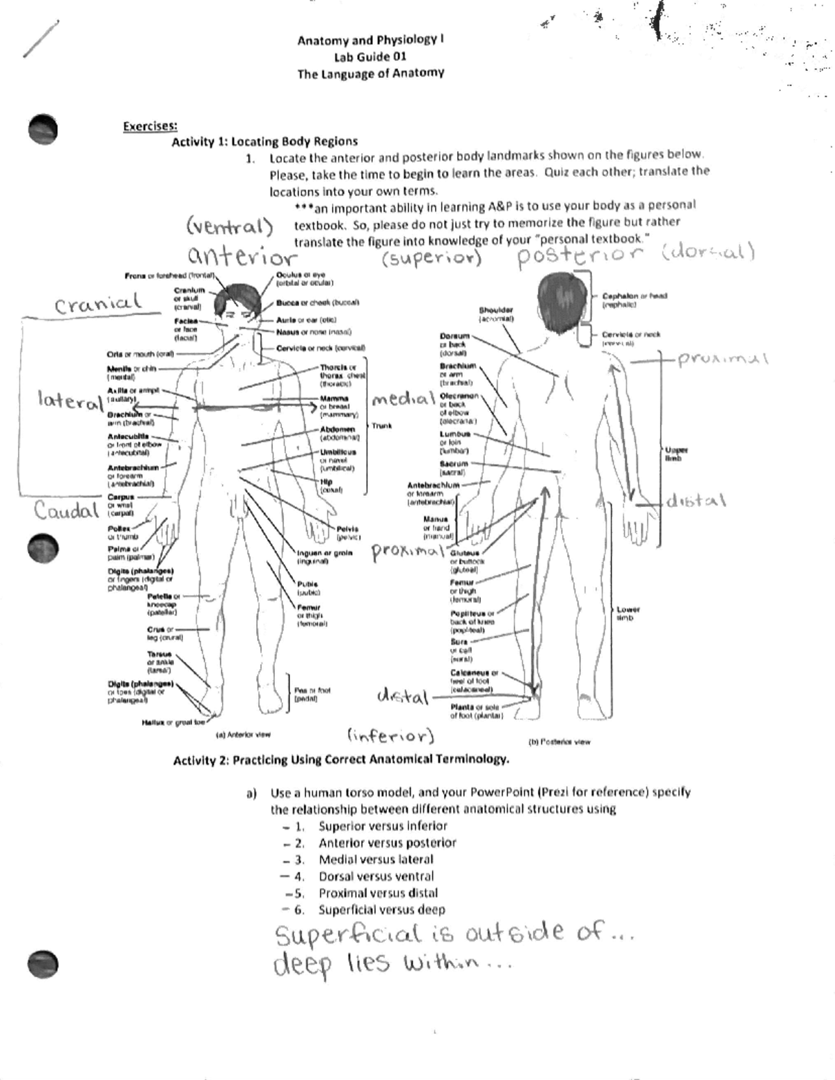 Lab Handout Guide - Anatomy and Physiology I Lab Guide 01 The Language ...