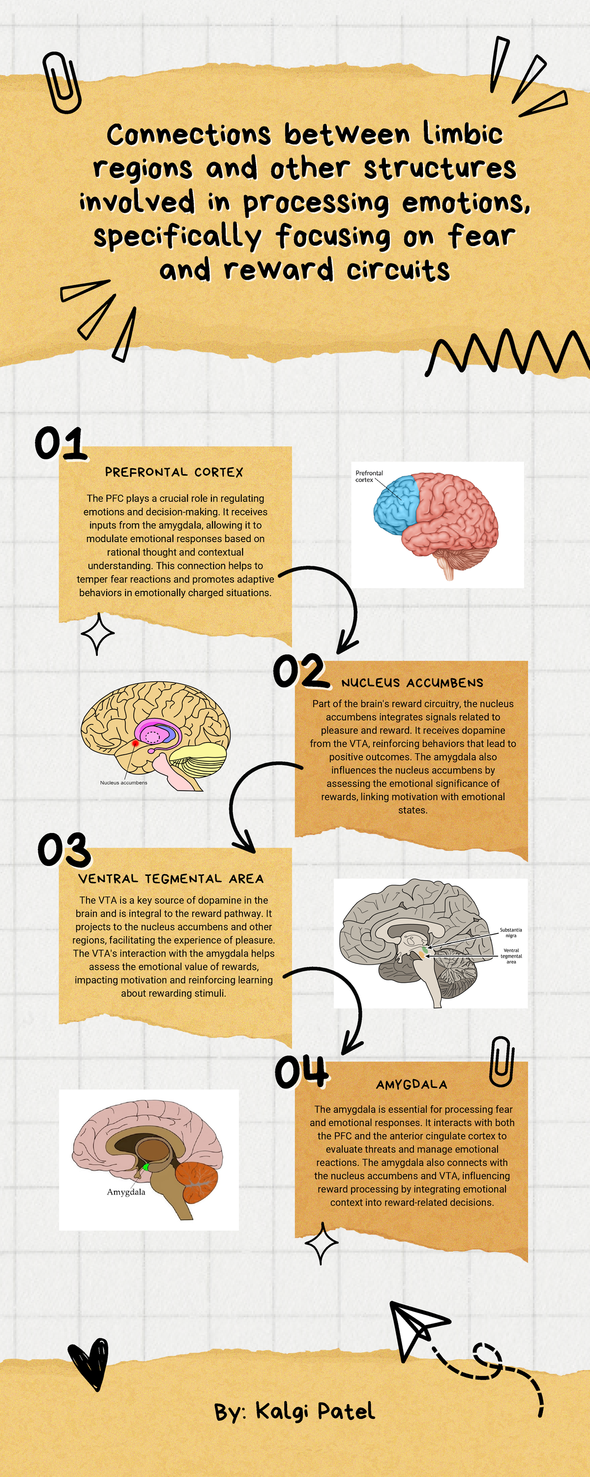 NSC4382 Week 6: Limbic System's Role in Fear and Reward Processing ...