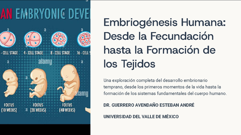 Embriogénesis Humana: Desarrollo Embrionario y Malformaciones ...