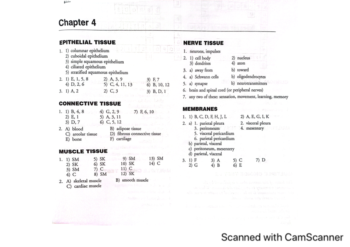 AP 4-9 - Anatomy Workbook Answer Key: Epithelial & Nervous Tissues ...