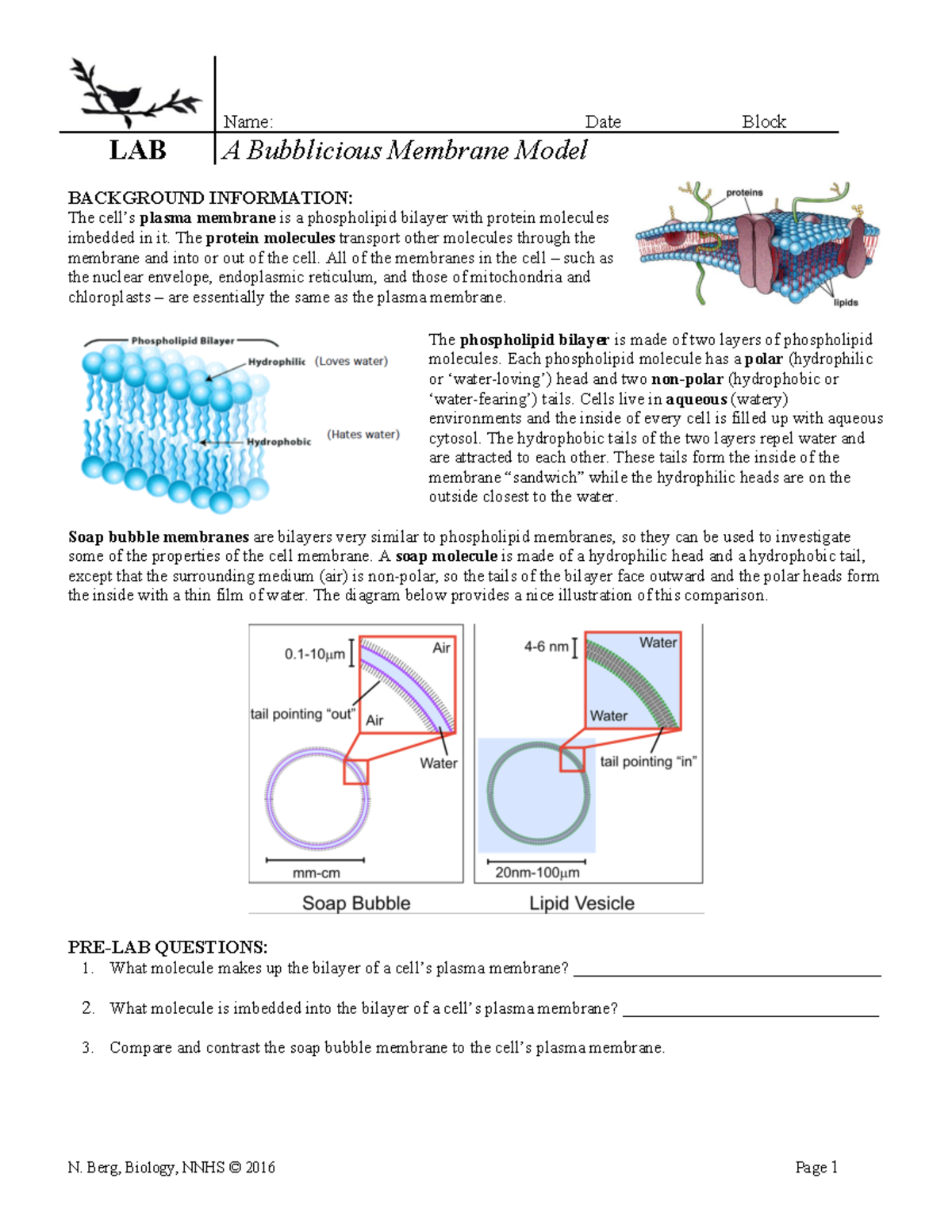 Cell Membrane Lab Report - Biology 101 - NNHS - Studocu
