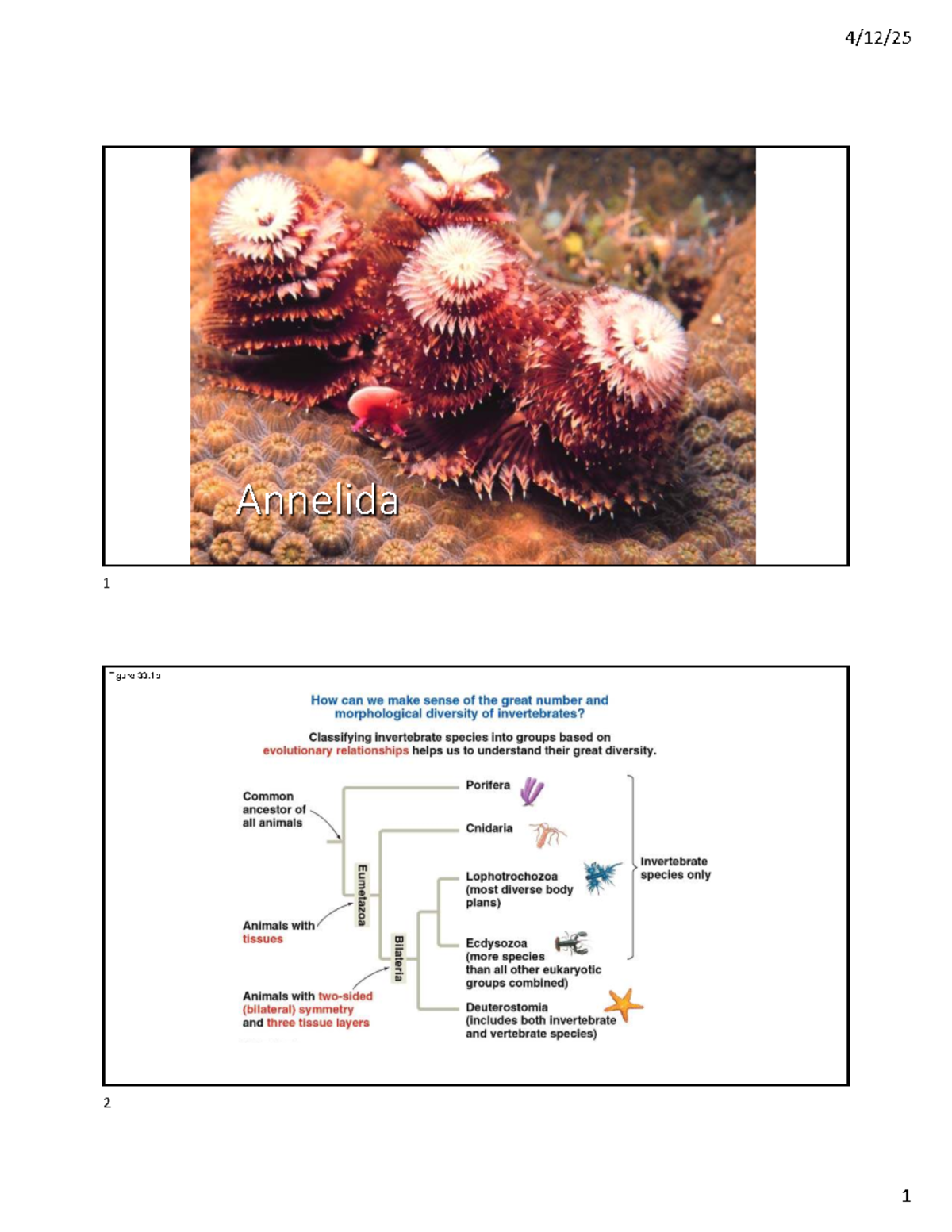 Annelida: Characteristics and Classification of Segmented Worms ...