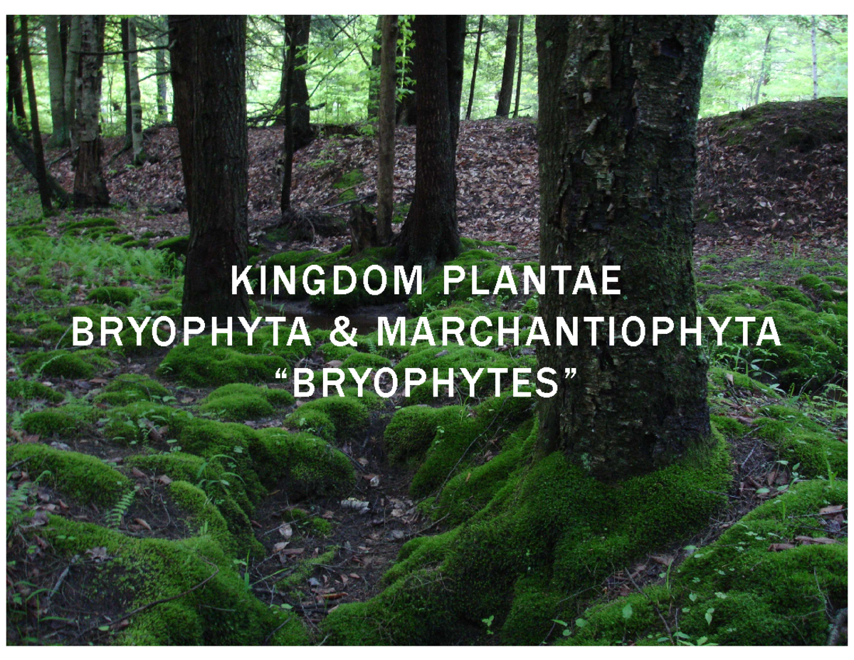 Bryophyta & Marchantiophyta: An Overview of Primitive Land Plants ...