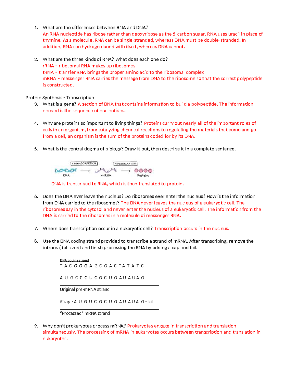 Exam Review Guide: Protein Synthesis (Answer Key) - Studocu
