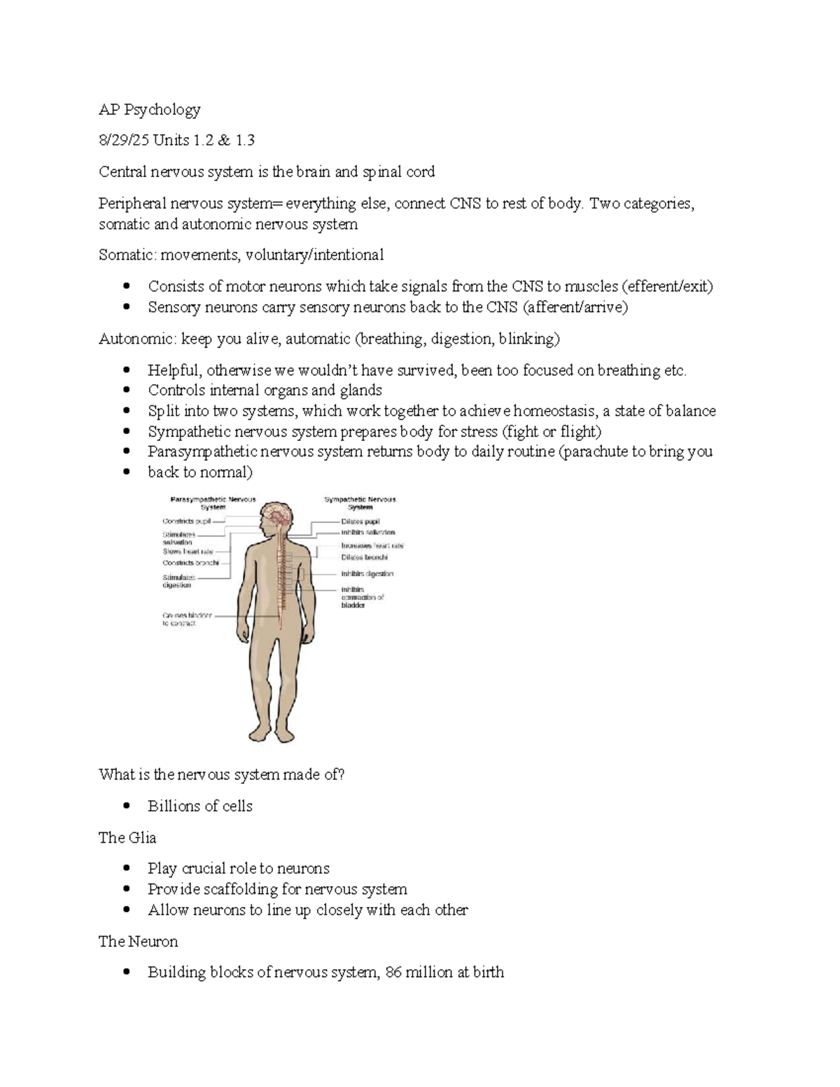 AP Psychology: Nervous System Overview & Drug Effects - Studocu